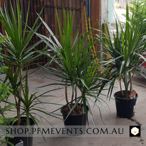 Live Dragon Tree Plant Hire – PFM - Events & Catering